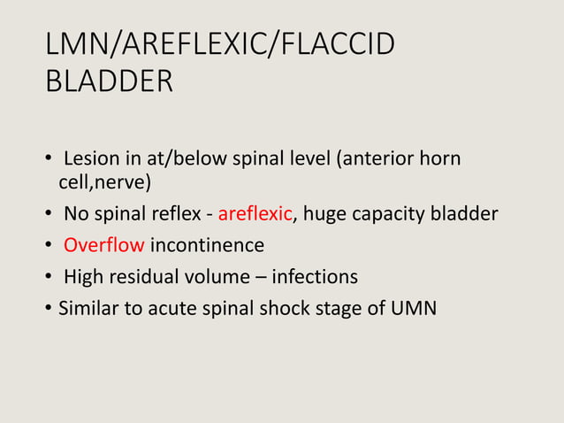 Bladder | PPT