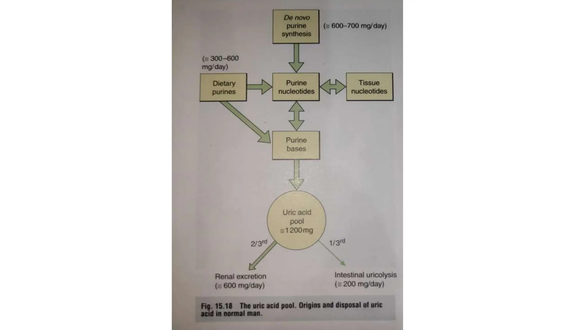 Gout - Pathophysiology of gout null.pptx