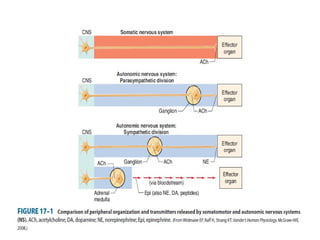 Human physiology ( editable tissues and Autonomic nervous system | PPT