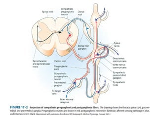 Human physiology ( editable tissues and Autonomic nervous system | PPT