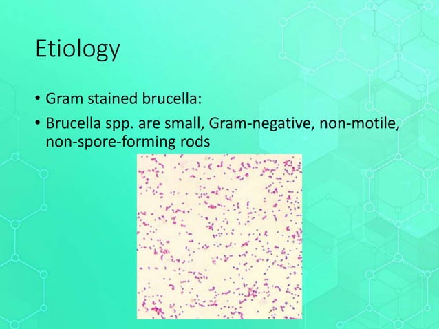 Unveiling Brucellosis: Understanding its Classifications, Diagnosis ...