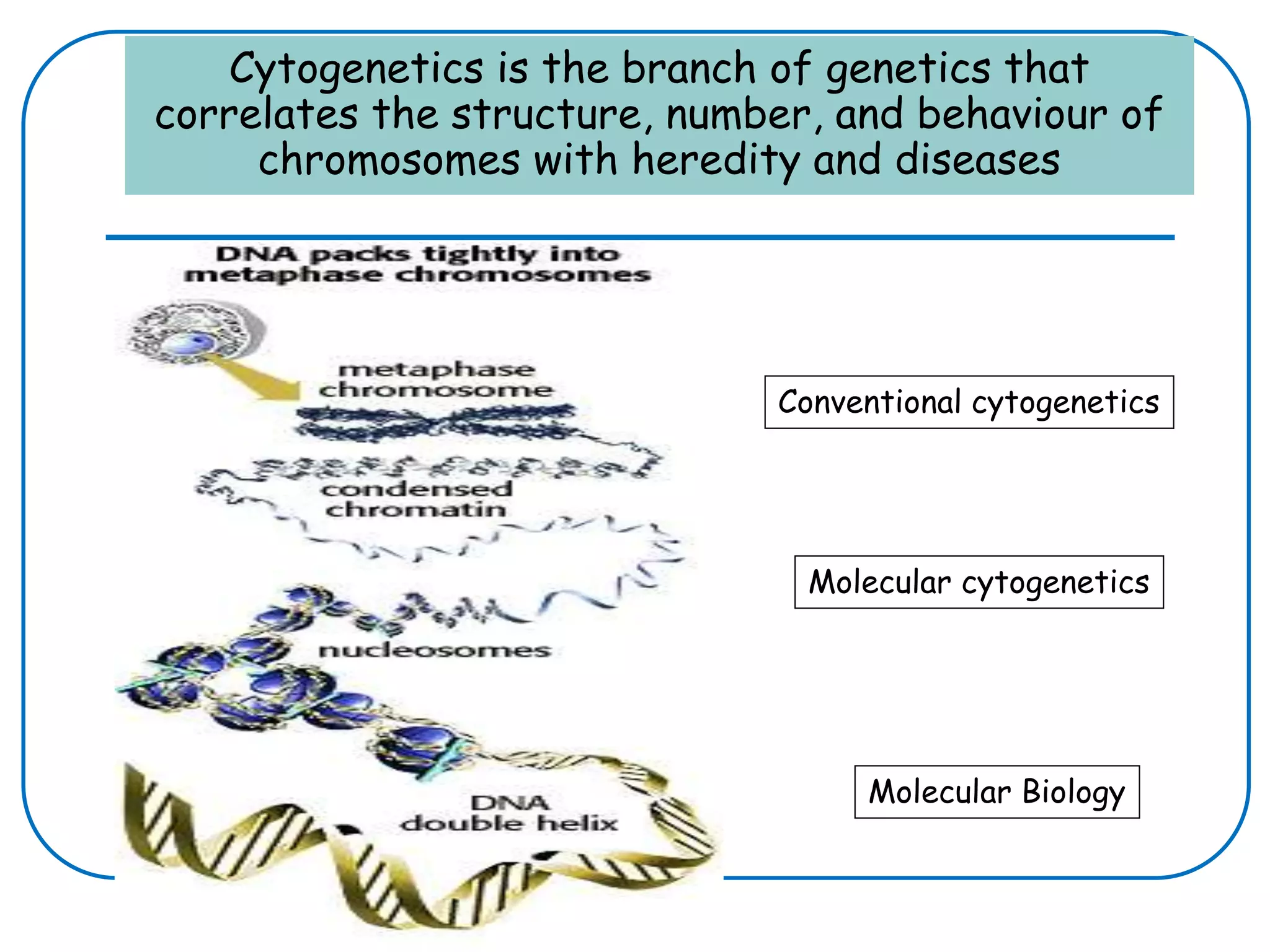 Chromosomal Genetics | PPT