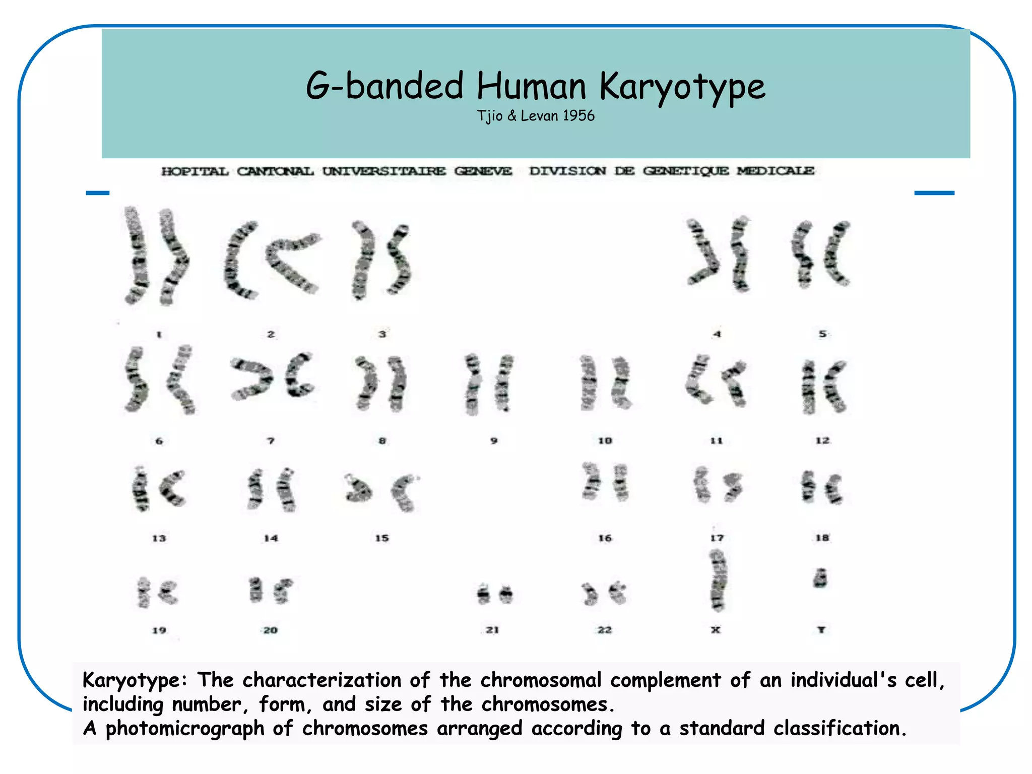 Chromosomal Genetics | PPT