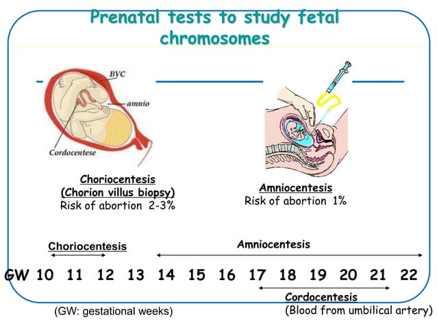 Chromosomal Genetics | PPT