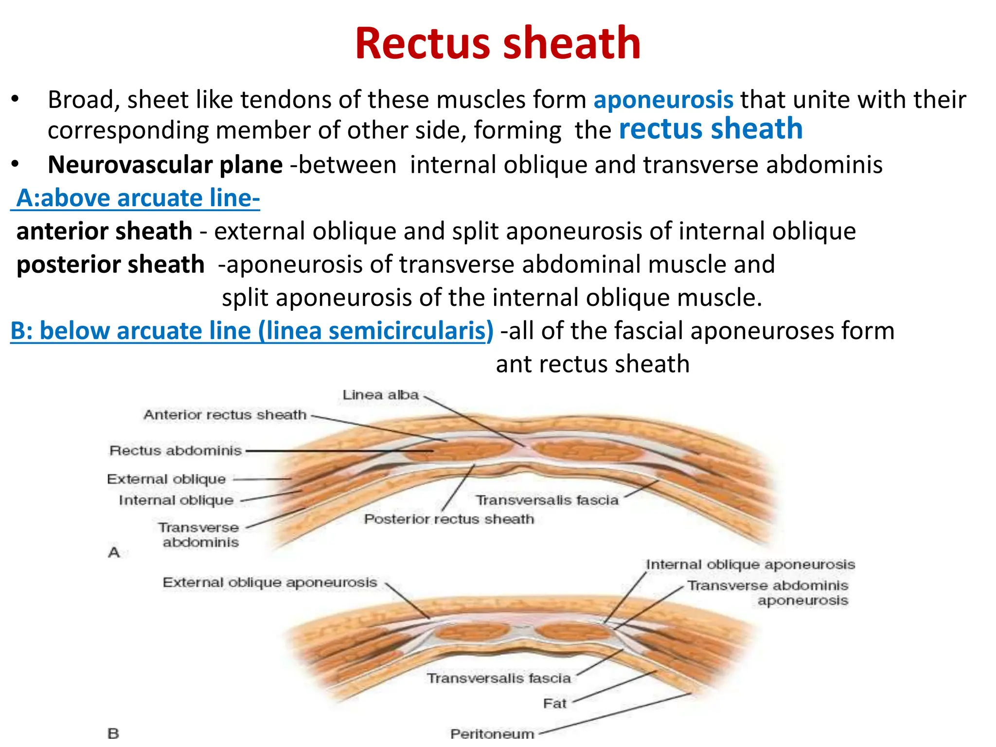 Anatomy of Pelvic structures and It's correlation | PPTX
