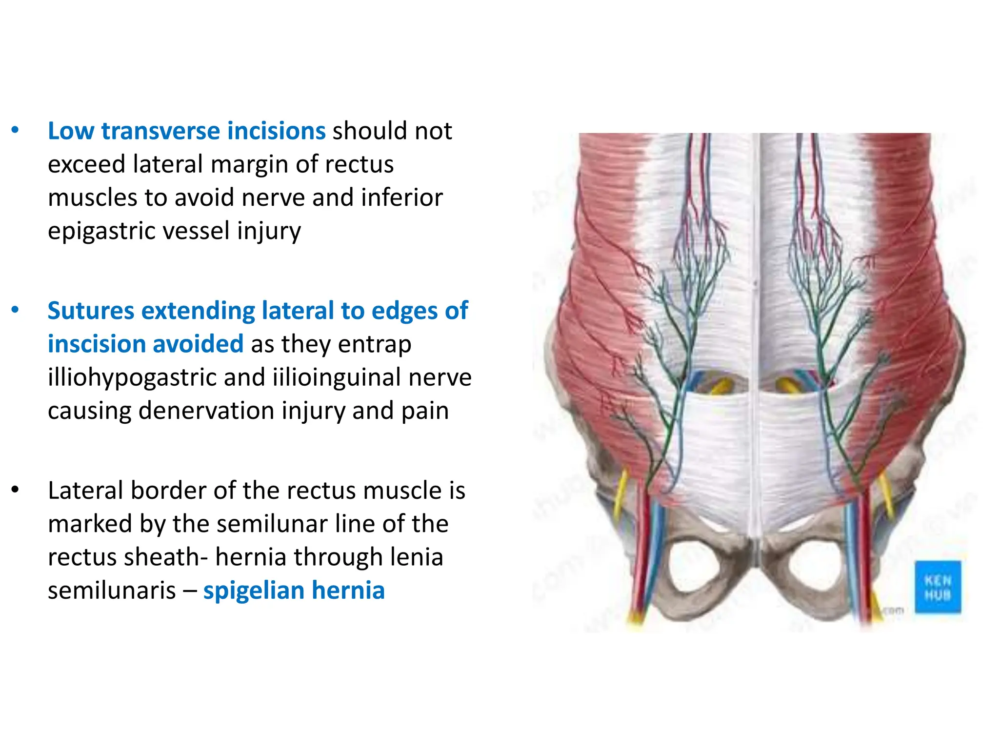 Anatomy of Pelvic structures and It's correlation | PPTX