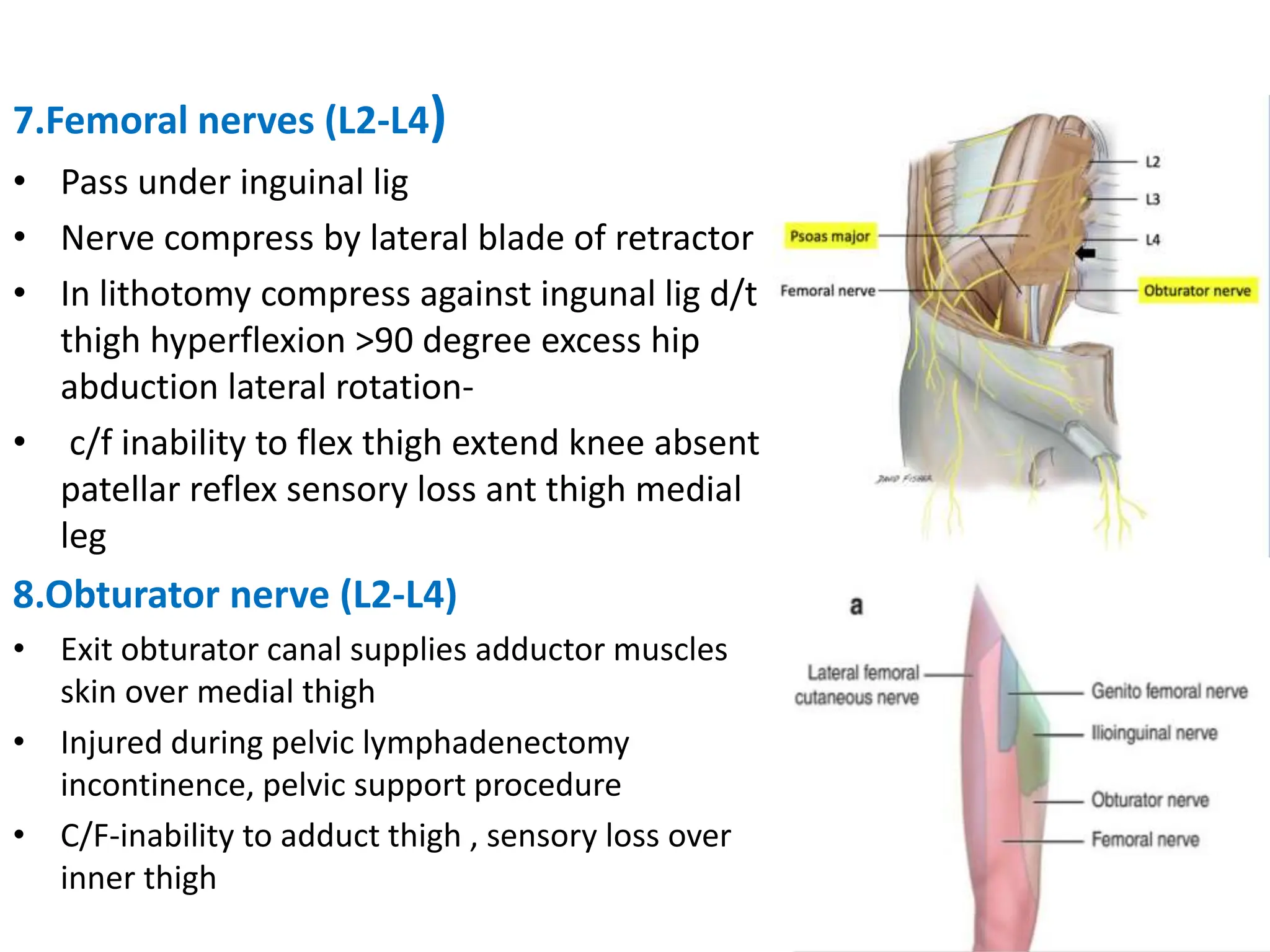 Anatomy of Pelvic structures and It's correlation | PPTX