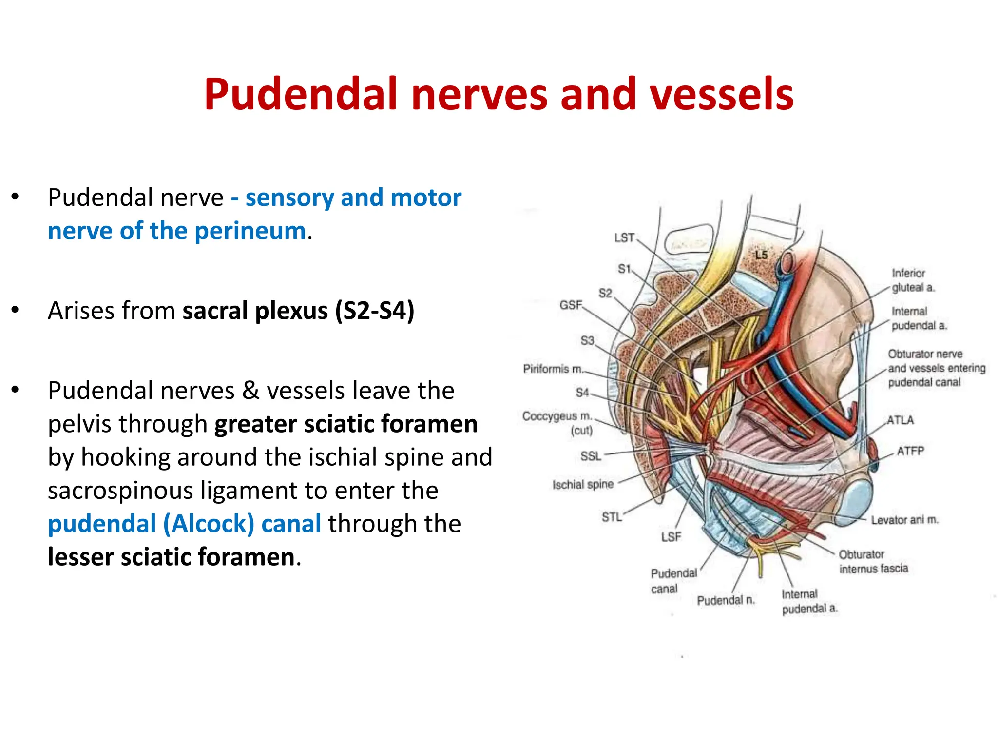 Anatomy of Pelvic structures and It's correlation | PPTX