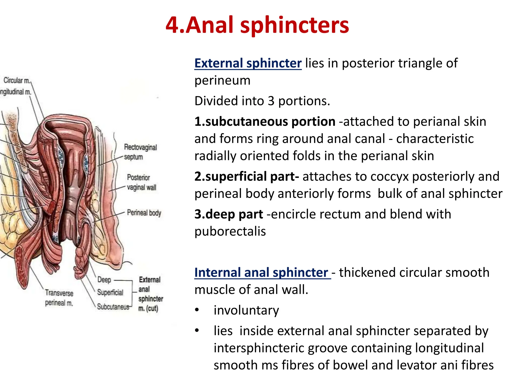 Anatomy of Pelvic structures and It's correlation | PPTX