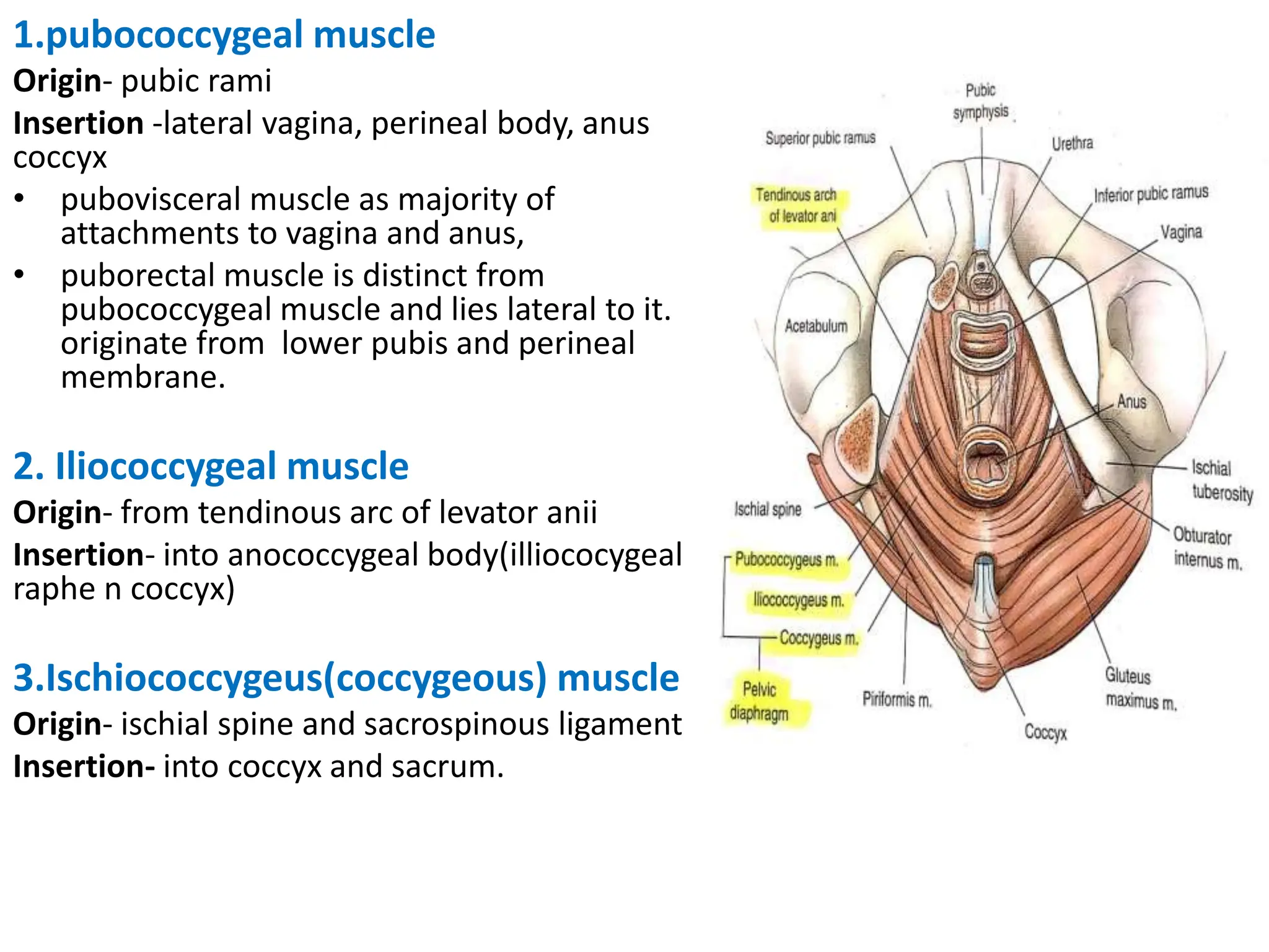 Anatomy of Pelvic structures and It's correlation | PPTX