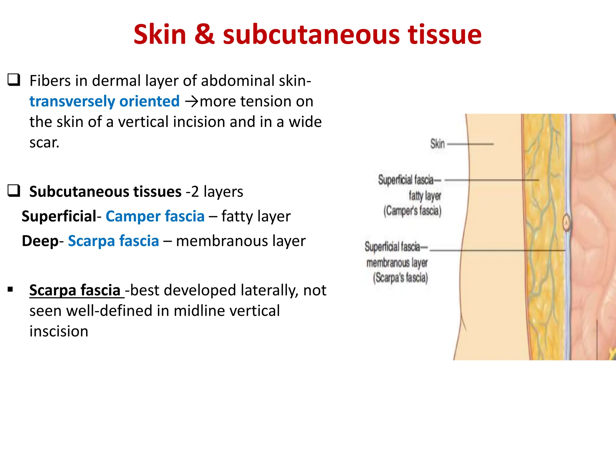 Anatomy of Pelvic structures and It's correlation | PPTX