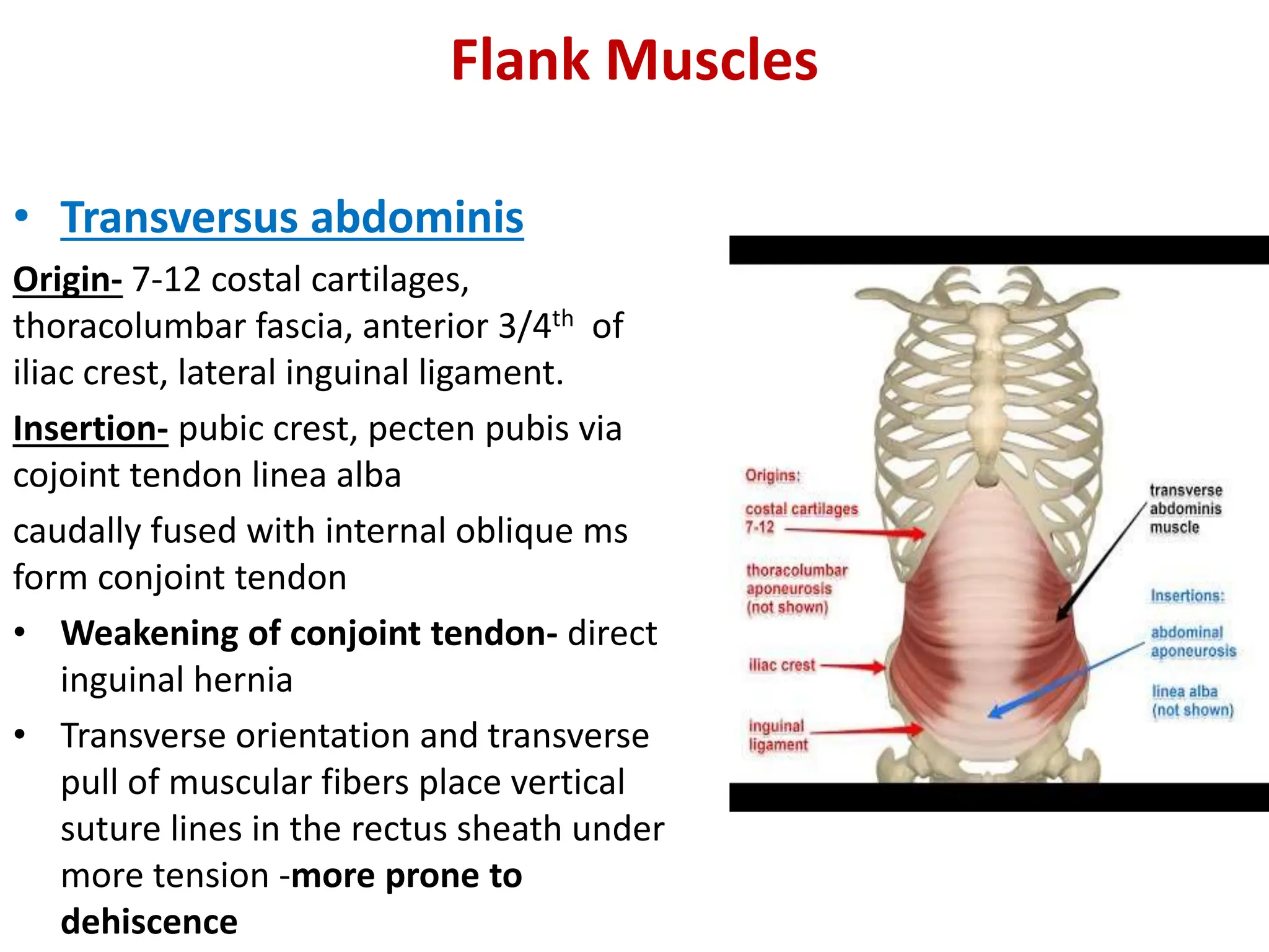 Anatomy of Pelvic structures and It's correlation | PPTX