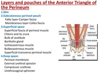 Anatomy of Pelvic structures and It's correlation | PPTX