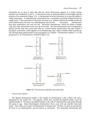 Human Chromosome Analysis | PDF