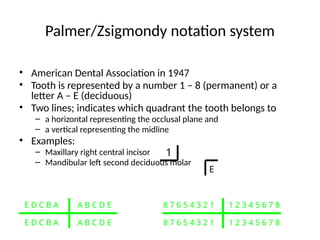 Tooth numbering system for BDS students.pptx