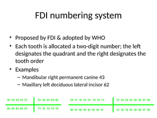 Tooth numbering system for BDS students.pptx