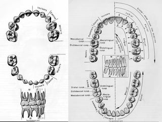 Tooth numbering system for BDS students.pptx