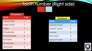 Numbering system dental anatomy | PPT