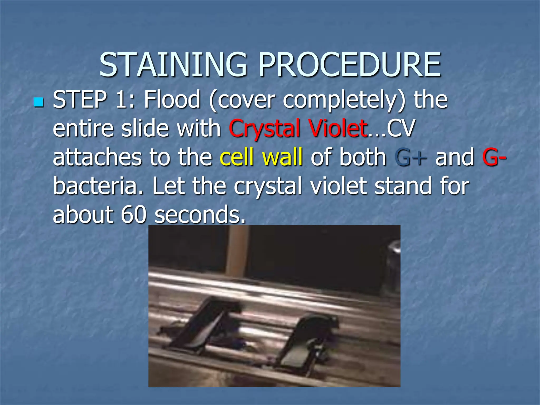 The Process of GRAM STAINING of specimens | PPT