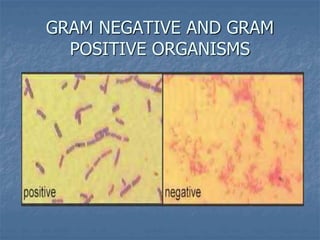 The Process of GRAM STAINING of specimens | PPT