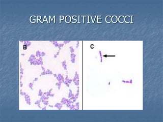 The Process of GRAM STAINING of specimens | PPT