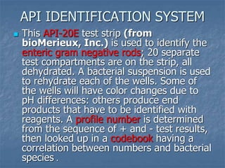 The Process of GRAM STAINING of specimens | PPT