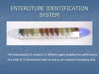 The Process of GRAM STAINING of specimens | PPT