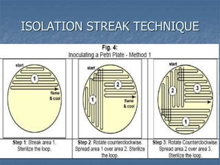 The Process of GRAM STAINING of specimens | PPT