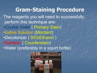 The Process of GRAM STAINING of specimens | PPT