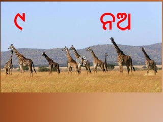 Numbers in oriya | PPT