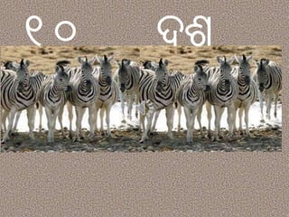 Numbers in oriya | PPT