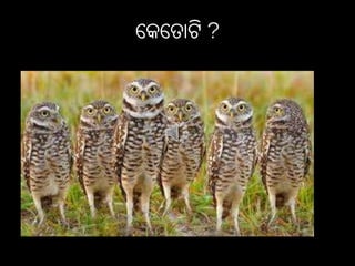 Numbers in oriya | PPTX