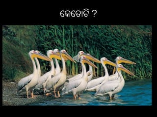 Numbers in oriya | PPTX