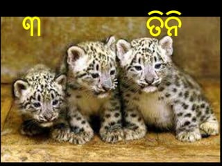 Numbers in oriya | PPT