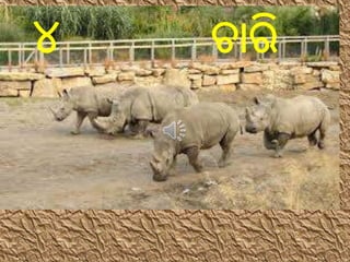 Numbers in oriya | PPT