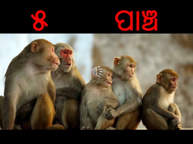 Numbers in oriya | PPTX