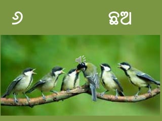 Numbers in oriya | PPT