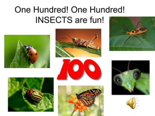 Numbers & insects | PPT