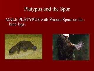 Number three australia s amazing animals | PPT