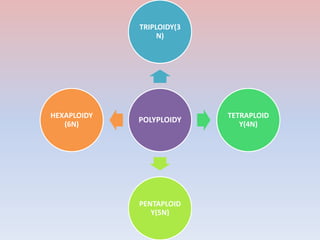 Numerical changes in chromosome | PPTX