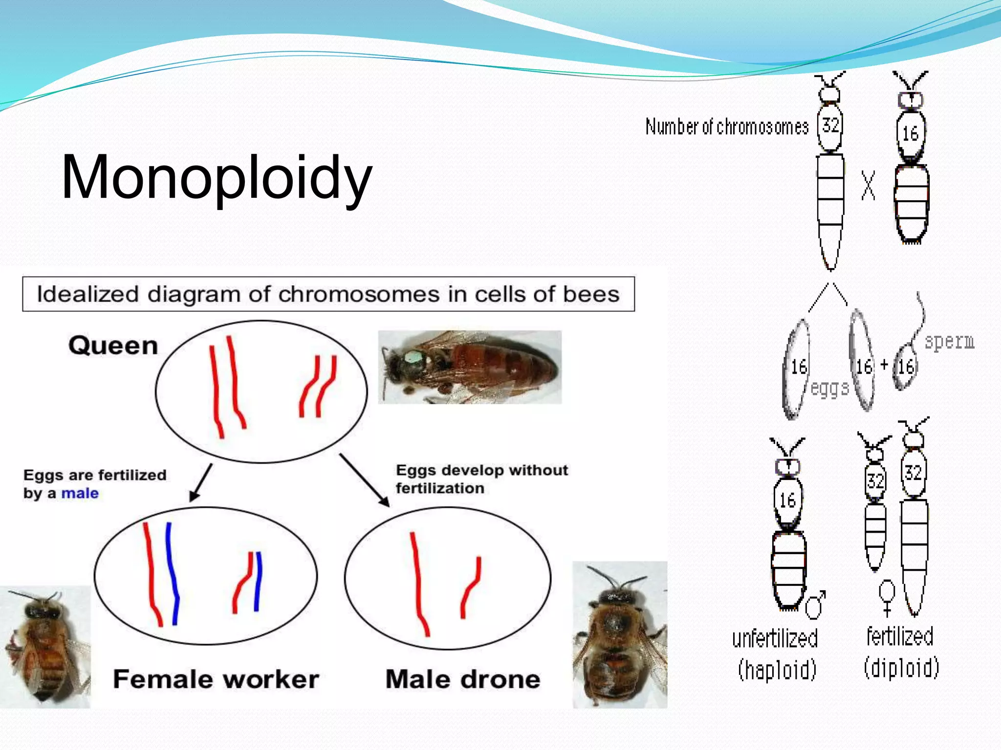 Numerical Chromosomal Aberrations Pptx