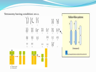 Numerical chromosomal aberrations | PPTX