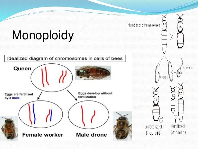 Numerical chromosomal aberrations