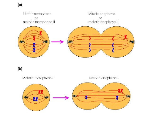 Numerical structuralabnormalities csbrp