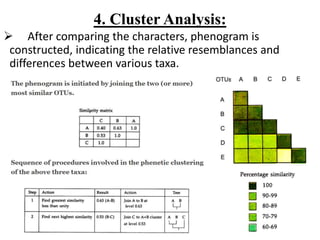 Numerical taxonomy_Plant Taxonomy | PPTX | Biological Sciences | Science