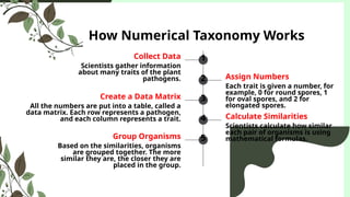 Numerical taxonomy of fungi and bacteria pptx | PPTX