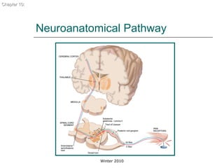 Nupd 400 chapter 10 pain | PPT