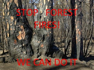 Stop forest fires | PPS