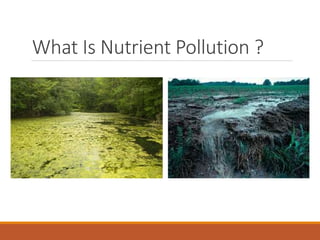 Nurient pollution | PPT