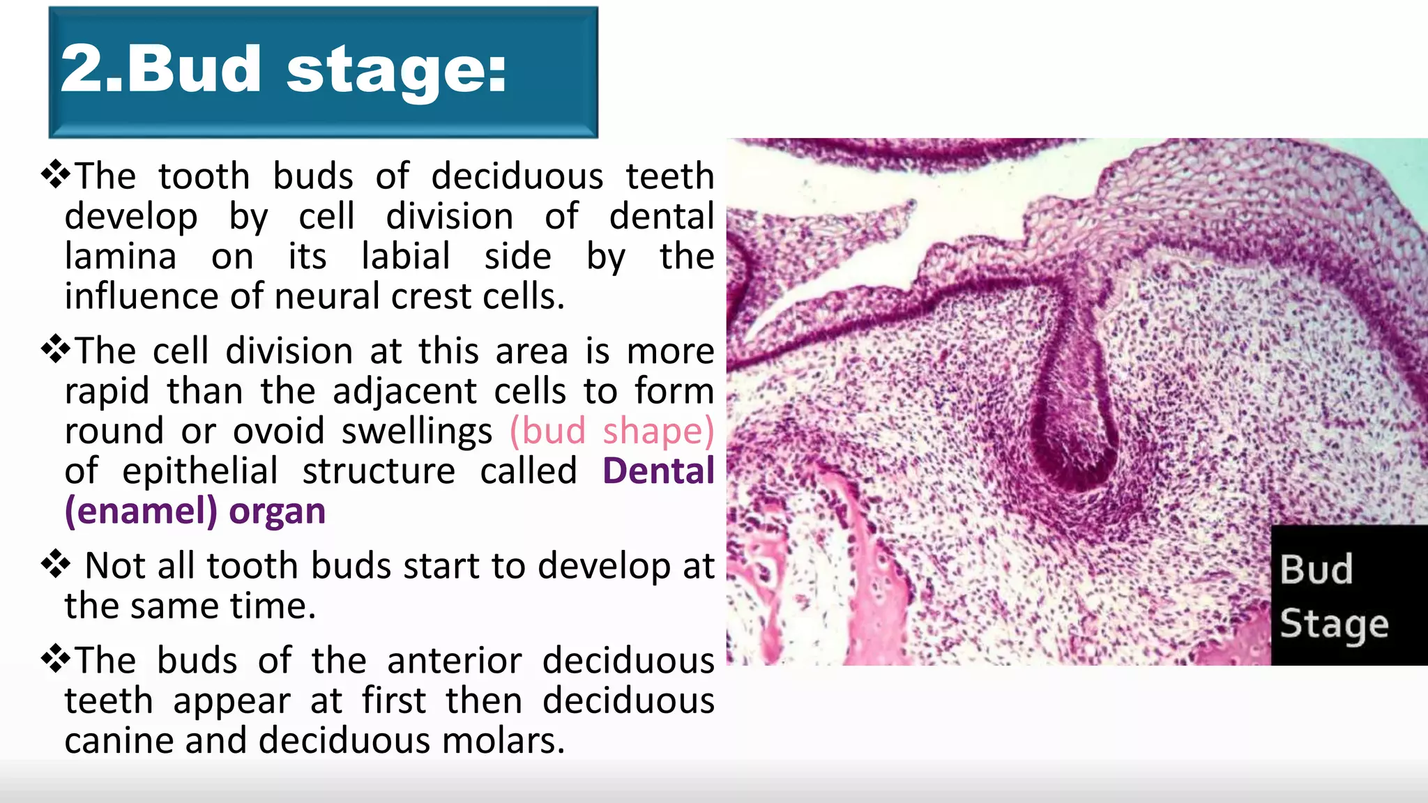 Tooth development 1 | PPTX